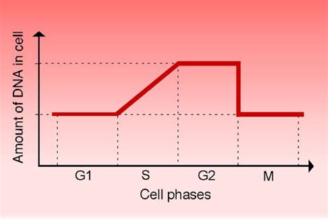 The Genetic Basis Of Inheritance Mitosis And Meiosis Flashcards Quizlet