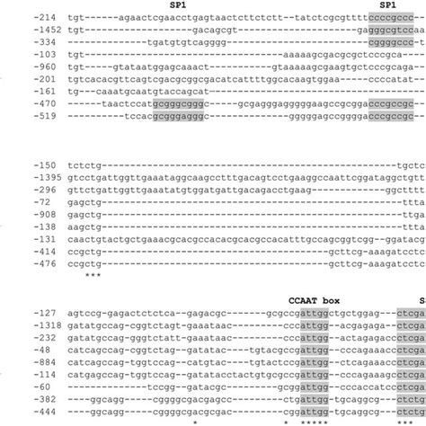 Conserved Cis Regulatory Elements Within The Core Promoter Regions Of Download Scientific