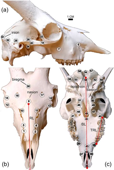 Cranial Form Differences In Goats By Breed And Domestic Status