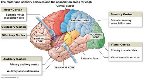 Functional Areas Diagram I Motor Nervous System Neuroanatomy