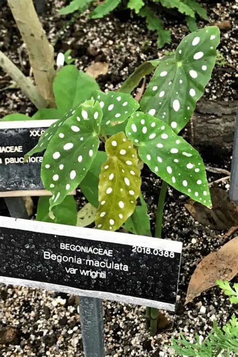 Successful Begonia Maculata Propagation Secrets