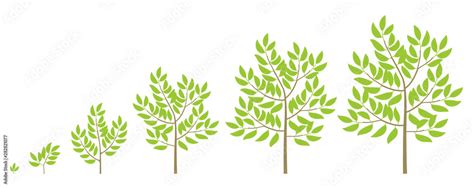 Tree Growth Stages Ripening Period Progression Tree Life Cycle Animation Plant Phases Stock
