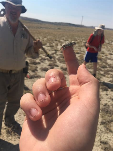This Tiny Lizard Unit I Found In The Wyoming Desert Rtinyunits