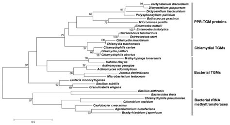 Phylogenetic Tree Displaying The Relationship Of Chlamydial Tgms To The Download Scientific