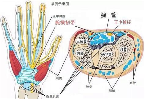 腕管结构与功能详解 腕管结构与功能详解