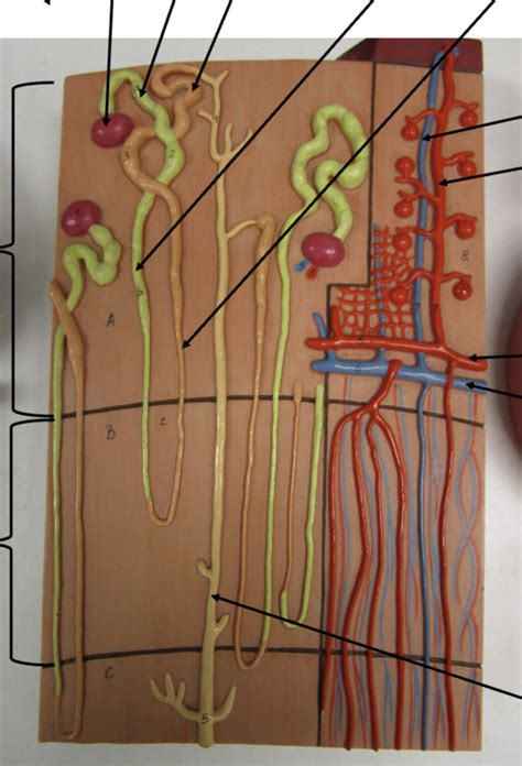 Nephron Model 2 Diagram Quizlet