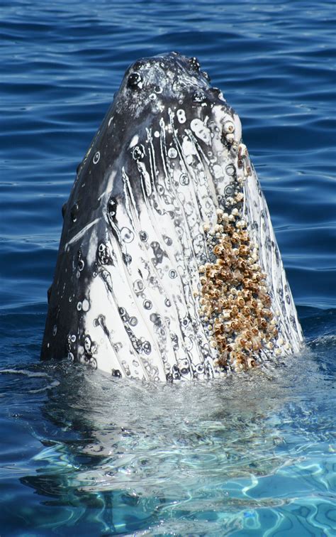Fossil Huntress Using Barnacles To Track Ancient Whales
