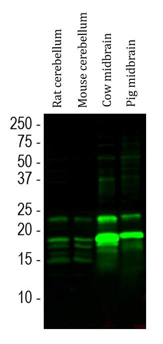 Anti Myelin Basic Protein Antibody Arg11119