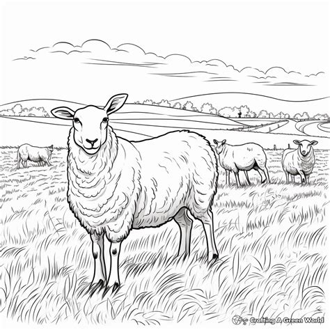 Texel Sheep Colouring
