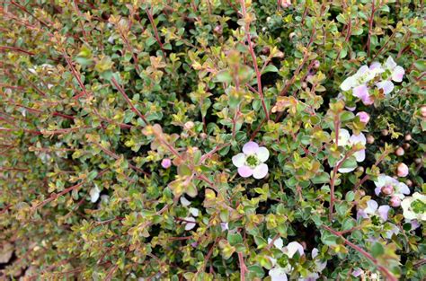 Leptospermum Rotundifolium ‘bobbles Tea Tree Gardening With Angus