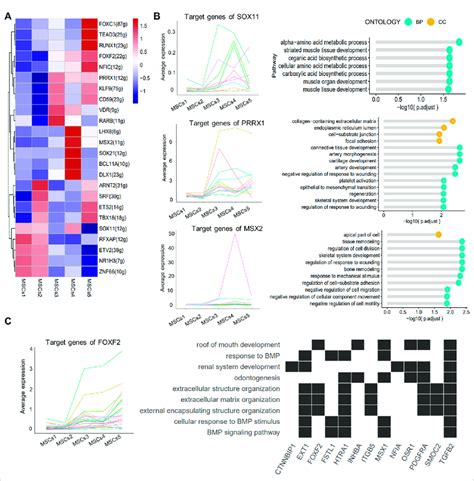 Scenic Identified Major Regulons In Mscs A Heatmap Showing The Top 5