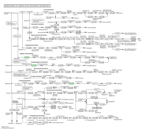 Kegg Pathway Biosynthesis Of Various Plant Secondary Metabolites