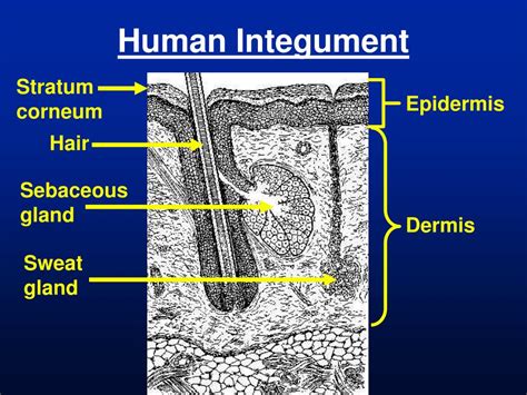 Ppt Integument Powerpoint Presentation Free Download Id525203