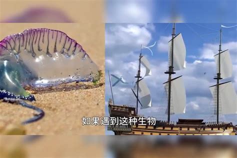 7大神奇的透明生物，动物界的隐身大帝！动物界隐身生物