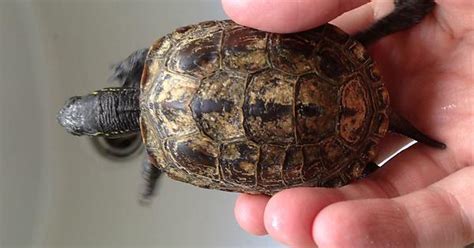 Is There A Problems With My Reeves Turtles Shell Imgur