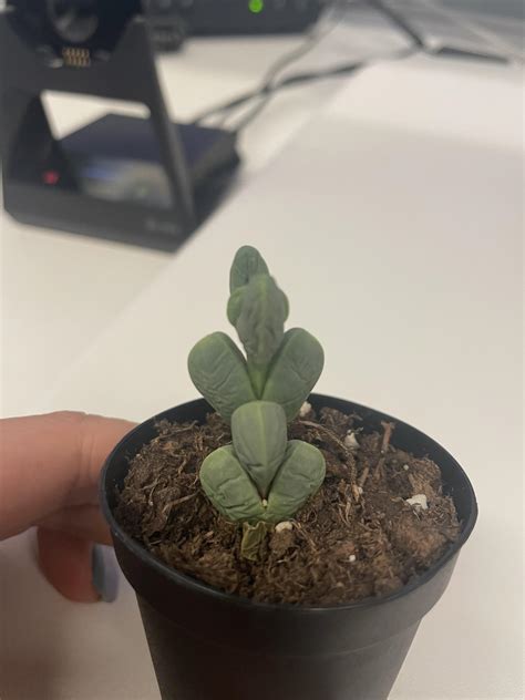 Is She Dying 🥺 R Plantclinic