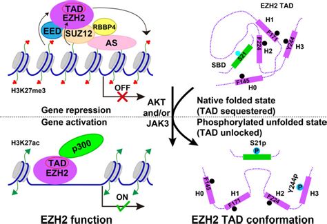 A Partially Disordered Region Connects Gene Repression And Activation