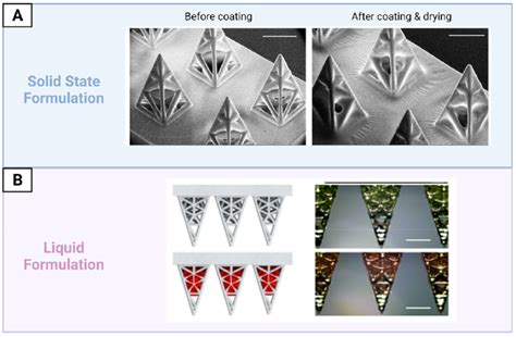 Loading Solid And Liquid Formulations On L Maps A Solid State