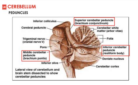 Unit 8 Encephalon Flashcards Quizlet