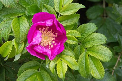 Wild Rose Rosa Species