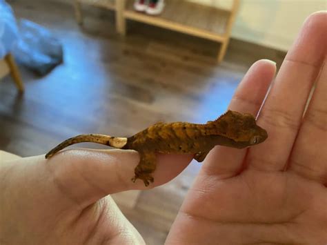 Morph And Possibly Sex Rcrestedgecko