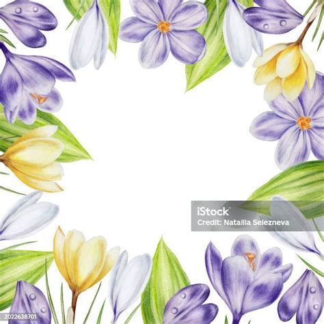 노란색 보라색 흰색 피는 크로커스 꽃이 흰색 배경에 고립되어 있는 수채화 프레임입니다 봄과 부활절 템플릿 식물 손으로 그린 사프란 그림입니다 디자이너 결혼식 장식 엽서