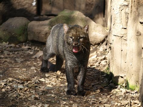 Jaguarundi The Cat That Has A Weasel Like Appearance Things Guyana