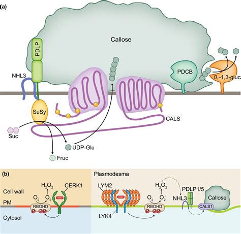 Plasmodesmata And Intercellular Molecular Traffic Control Tee 2024