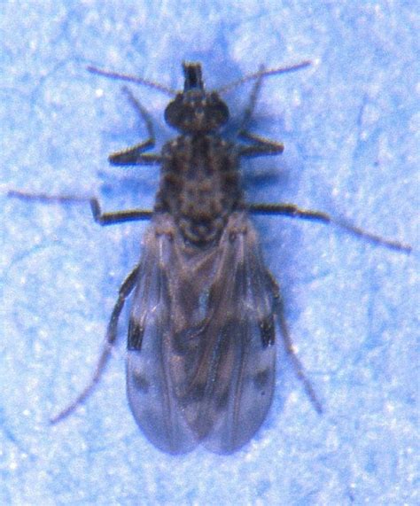 What Are Midges And Why Are They Scotlands Most Feared Predator