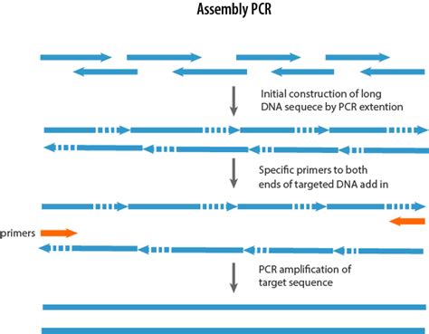 Nested Pcr Protocol