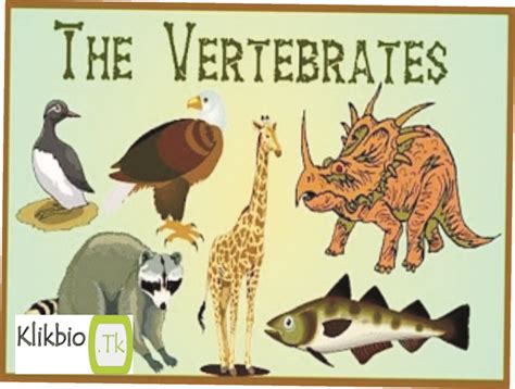 Chordates Subphylum Definition Characteristics Classification Classes Domain Biologi