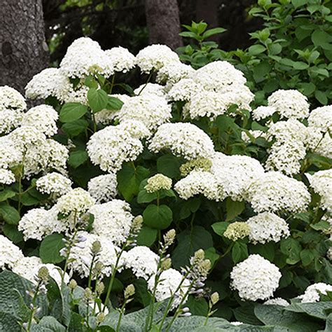 Hydrangea Care How To Grow And Care For Hydrangea Shrubs