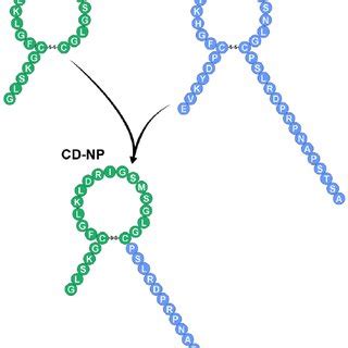 Natriuretic Peptide Structures Amino Acid Sequence Of Mature C Type