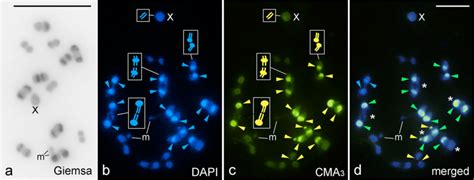 Heterochromatin Distribution And Base Pair Enrichment In Holhymenia