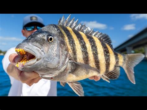 Black Drum Have Teeth