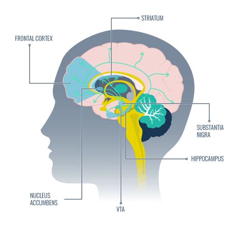 How Dopamine Shapes Learning Unveiling The Brains Secrets