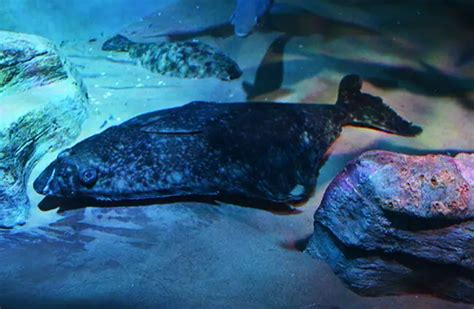 Halibut Description Habitat Image Diet And Interesting Facts