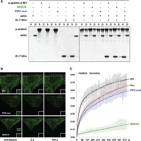 Mutations Affecting Regulation Of A Actinin 2 With Pip2 Do Not Download Scientific Diagram