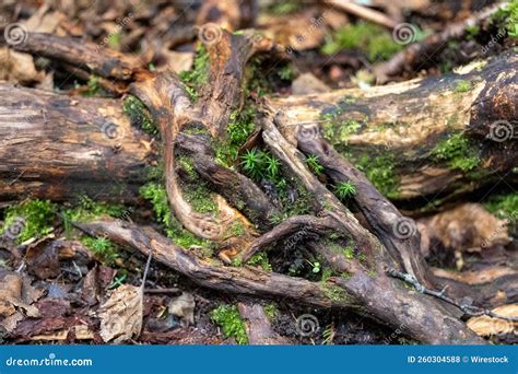 Decaying Tree Roots On A Forest Trail With Ingrown Moss Coverage Stock