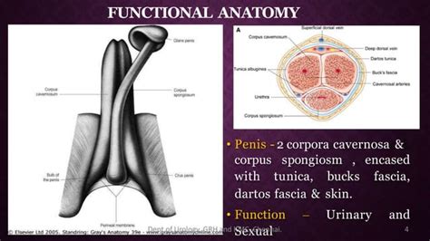 Penis Erection Physiology Pdf