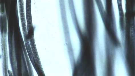 Microscopic View Of Phormidium Sp Stock Footage Video 100 Royalty