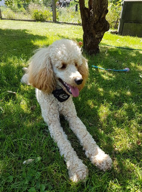 Großpudelzucht Großpudelzucht Quellenberg An Der Mühl