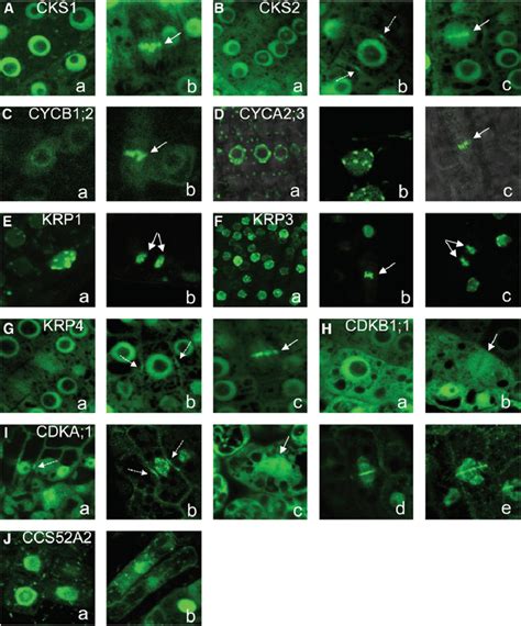 Subcellular Localization Of Gfp Tagged Cell Cycle Proteins Driven By Download Scientific