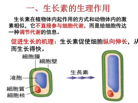 高中生物第2节 生长素的生理作用图片课件ppt 教习网课件下载