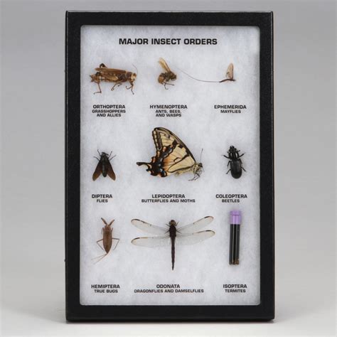 What Are The Major Insect Orders At Cindy Larson Blog