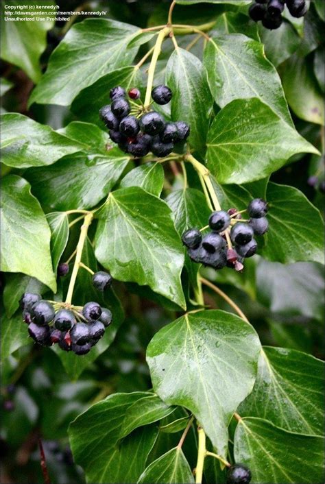 Plantfiles Pictures Hedera Species Common Ivy English Ivy Hedera