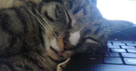 Meet Fróði He Sleeps Like A Dingus Imgur