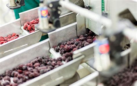 What Is The Process Of Sorting Fruit Using A Machine