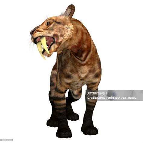 Sabertoothed Cat Showing Its Fangs Front View On White Background Stock