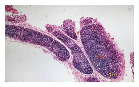 Microarchitecture Of Rat Thymus Of Different Groups Control And